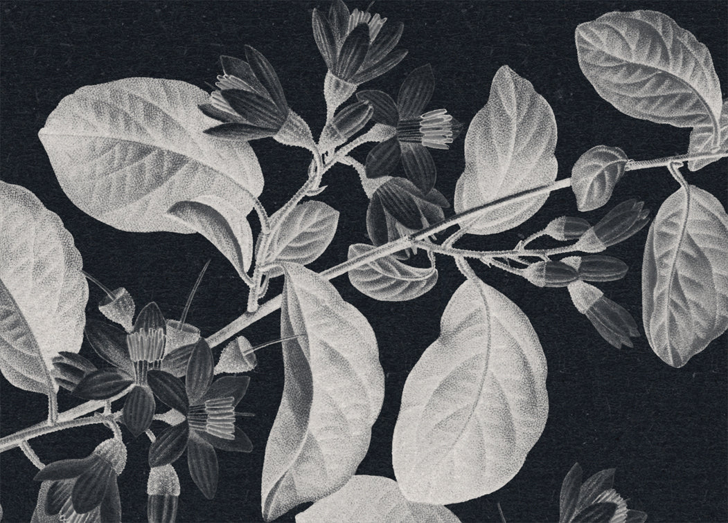 Microbiome care for your skin and hair – matter & magic